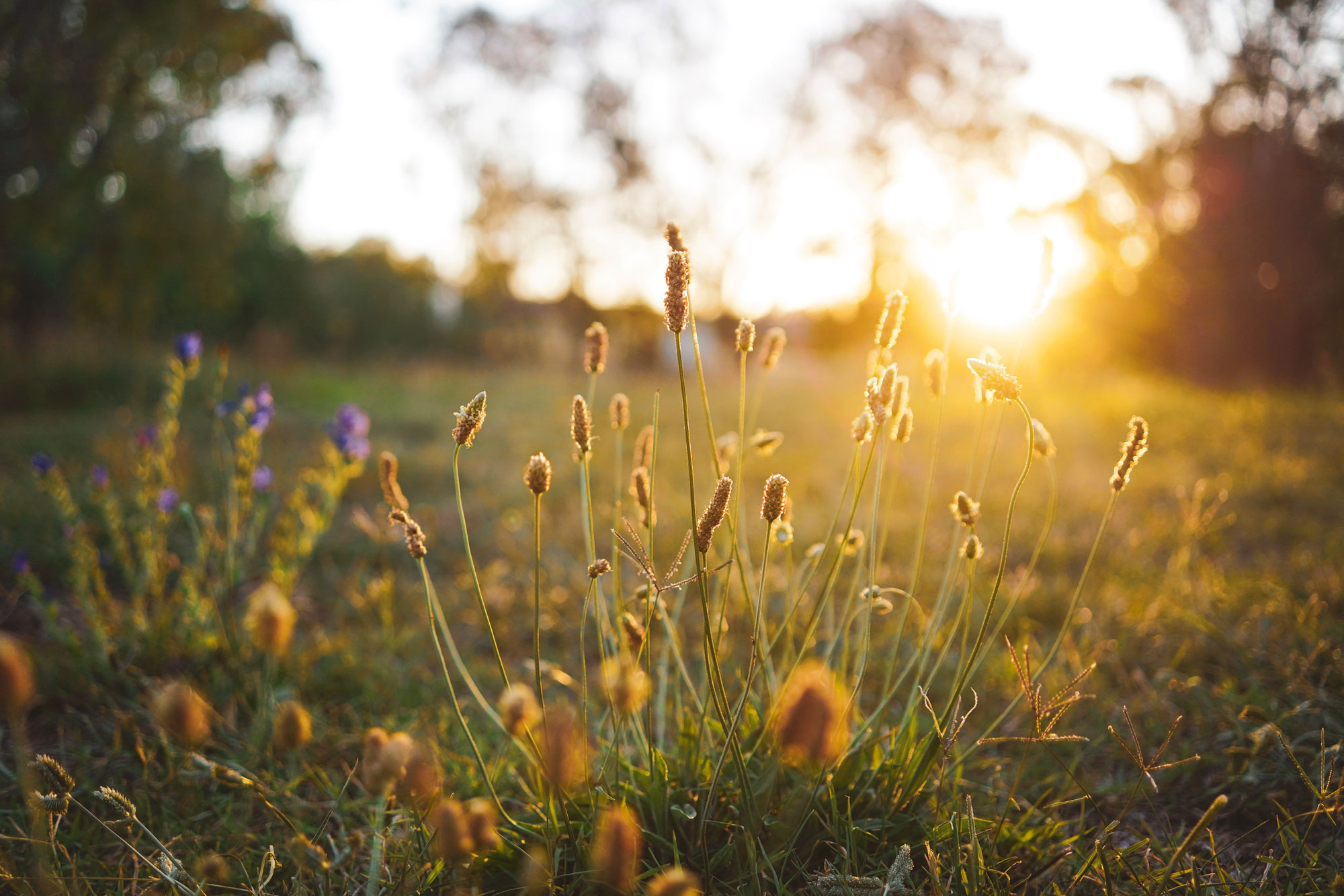 25 Golden Hour Images for Photographic Inspiration | ComposeClick