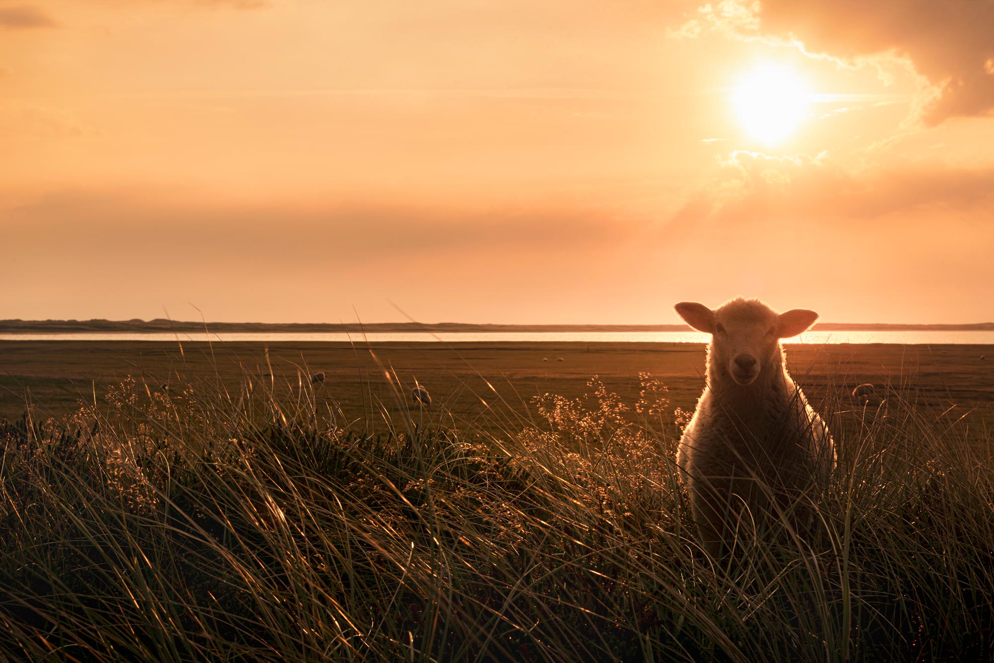 25 Golden Hour Images for Photographic Inspiration | ComposeClick